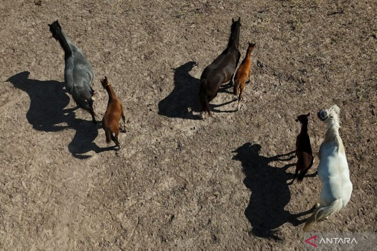 Kuda polo dengan modifikasi genetik pertama di dunia dibiakkan di ...