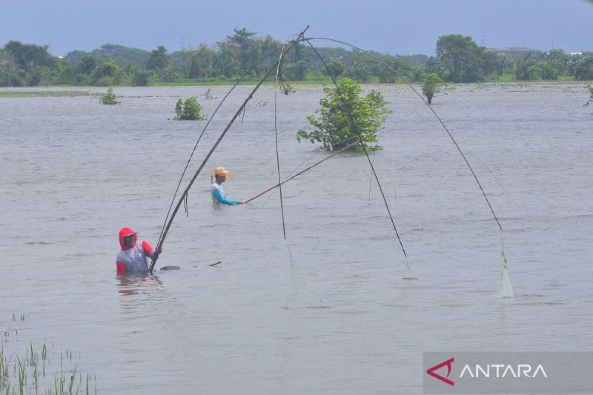 Ratusan hektare tanaman padi siap panen terendam banjir di Kudus - ANTARA News
