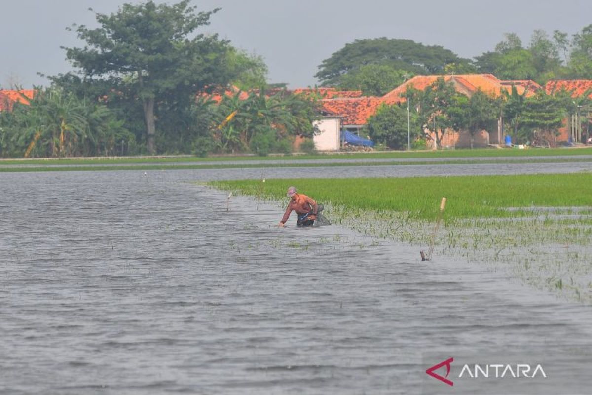 Ratusan hektare tanaman padi siap panen terendam banjir di Kudus - ANTARA News