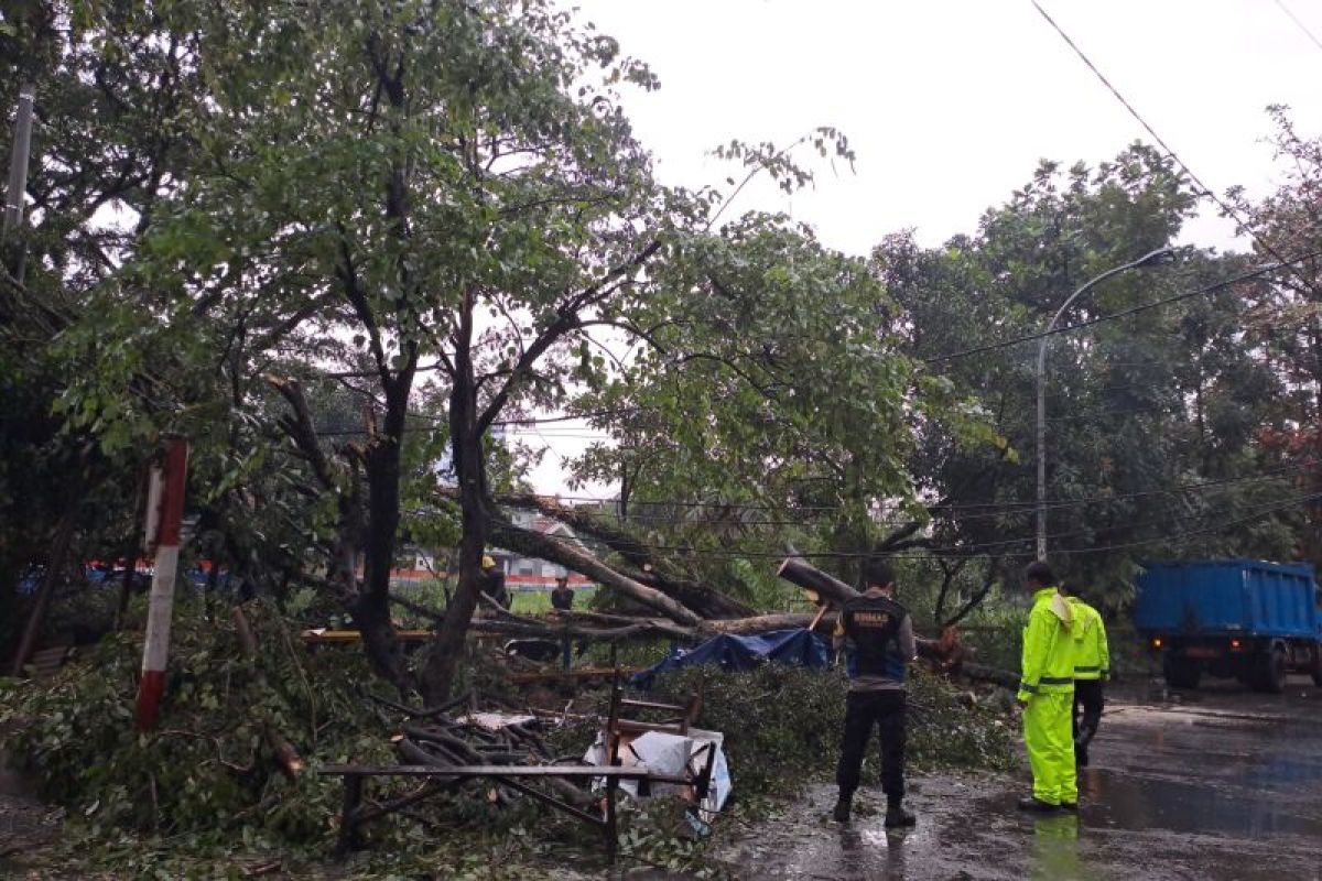 Sejumlah pohon di Kota Bandung tumbang akibat hujan disertai angin kencang - ANTARA News Jawa Barat