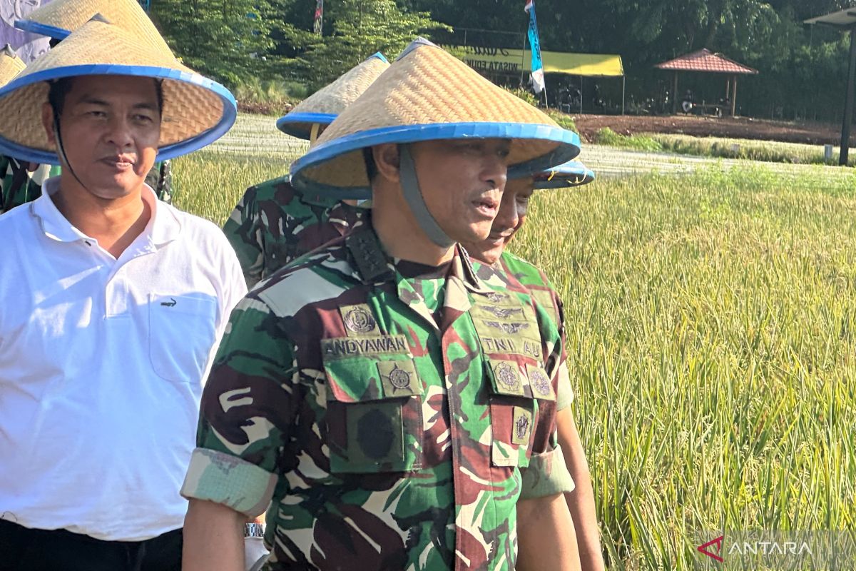 Wakil KSAU laksanakan panen padi di Lanud Halim untuk Ketahanan Pangan - ANTARA News