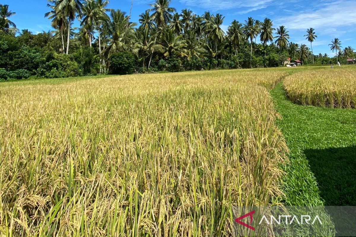 Bengkulu siapkan lahan 2.000 hektare untuk program cetak sawah baru - ANTARA News Bengkulu
