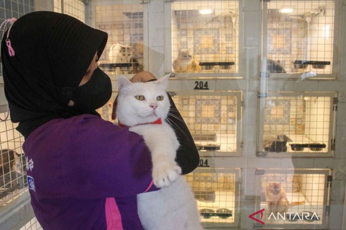 Penitipan kucing di Jakarta penuh menjelang Idul Fitri 1446 H - ANTARA News
