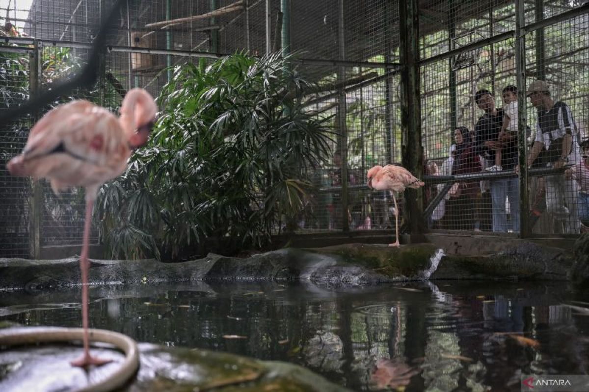 Ragunan prediksi 100.000 pengunjung pada libur Kenaikan Yesus Kristus ...