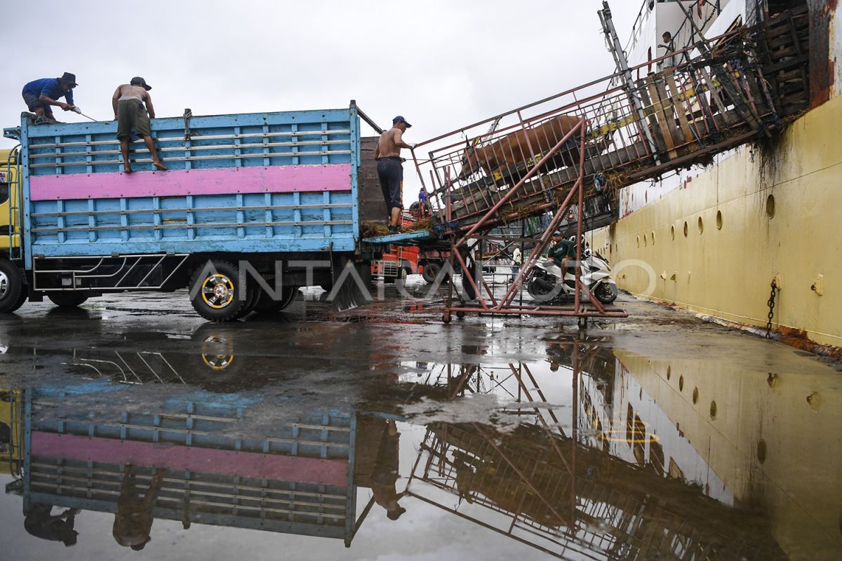 Pasokan sapi potong di Kalimantan Timur - ANTARA News Kalimantan Timur