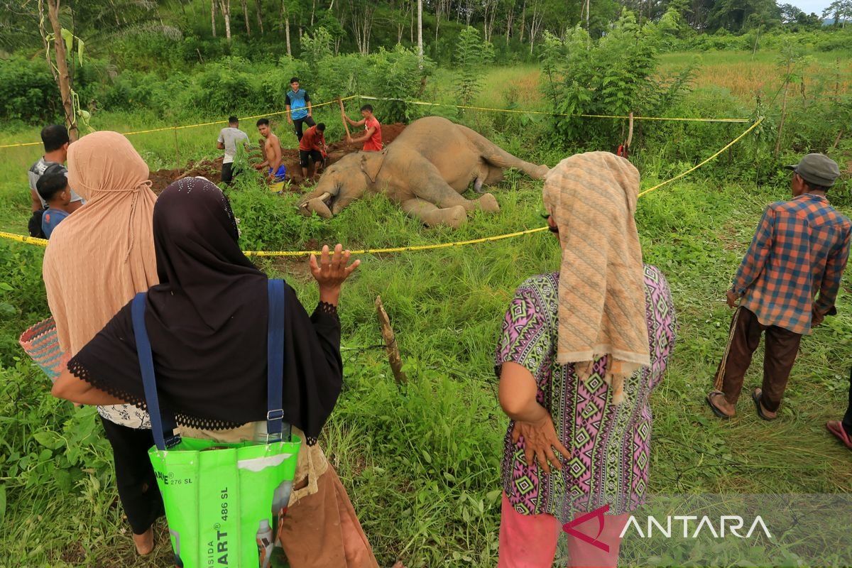 Seekor gajah sumatera ditemukan mati di Aceh Jaya - ANTARA News