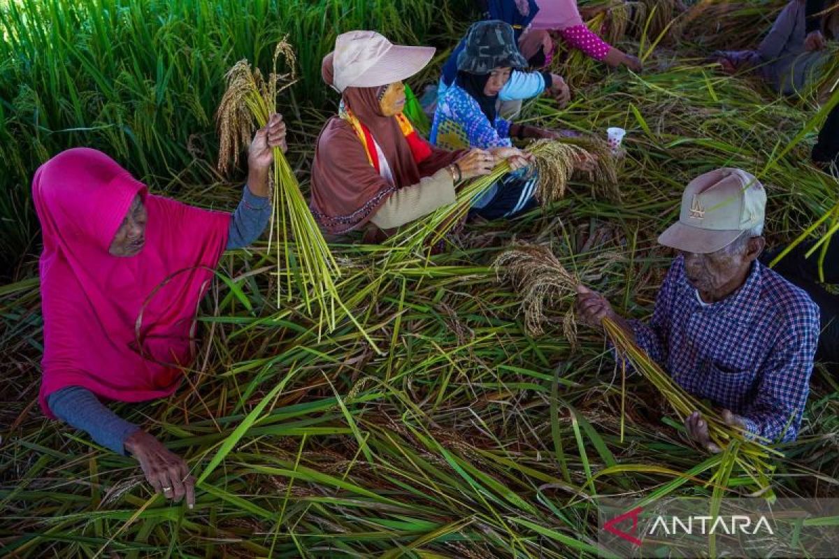 Panen raya Katto Bokko merupakan warisan budaya Kerajaan Adat di Maros ...