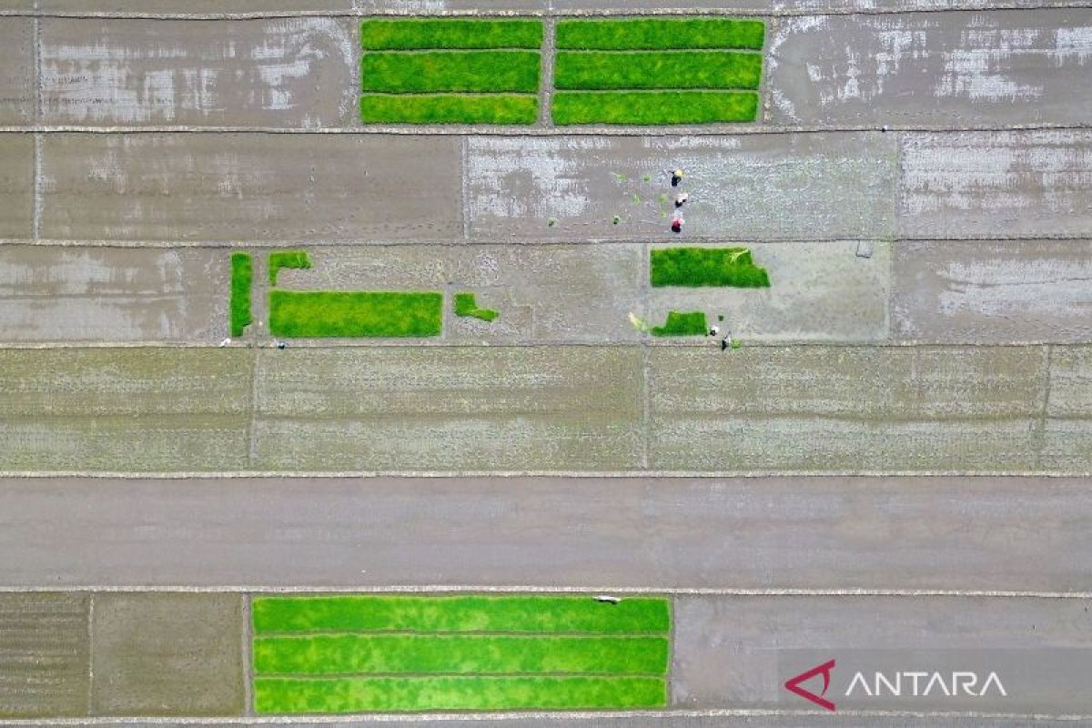 Luas tanam padi Jatim tertinggi nasional, begini potret udara areal persawahan di Jawa Timur ...