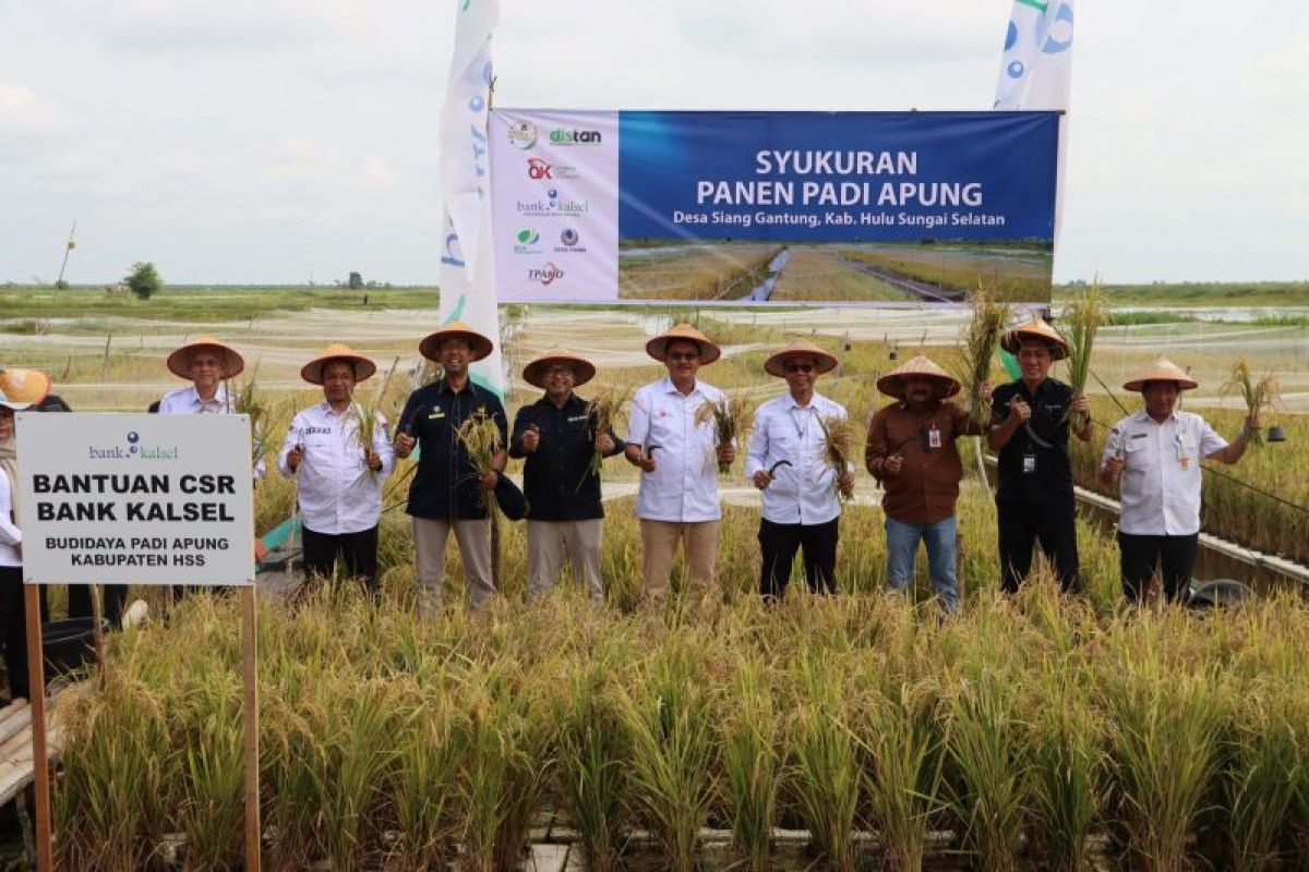 Bank Kalsel wujudkan ketahanan pangan melalui pengembangan padi apung - ANTARA News Kalimantan ...