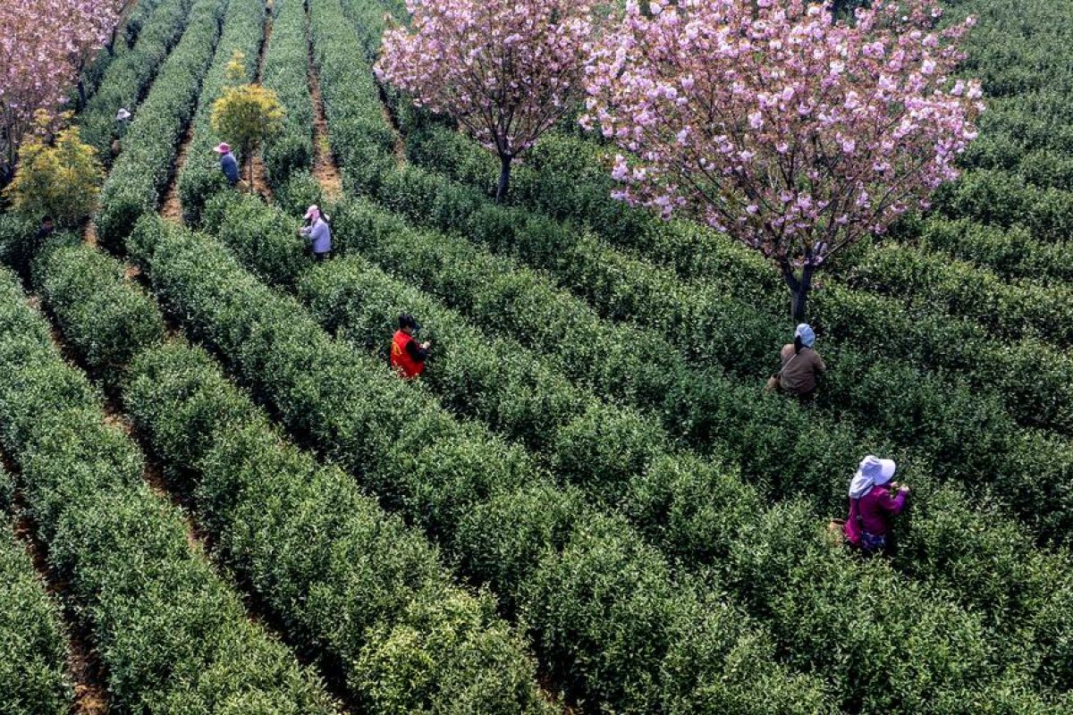Ilmuwan China singkap rahasia menjaga kesegaran teh akhir musim semi ...