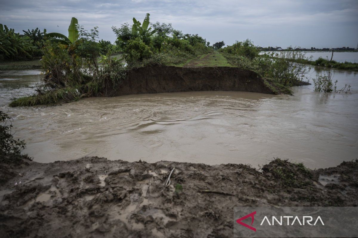 Tanggul Sungai Tuntang jebol, 11 desa di Demak terendam banjir - ANTARA News