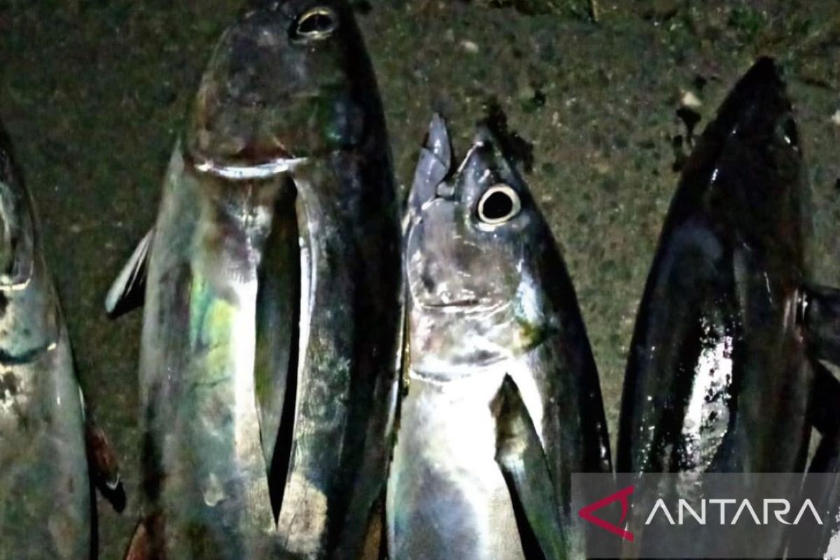 Pemprov Maluku maksimalkan tiga WPP hasilkan tuna terbaik untuk ekspor ...