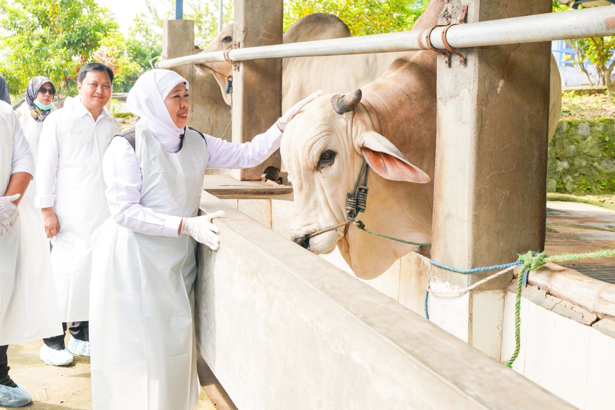 Gubernur Khofifah pastikan stok hewan kurban di Jatim aman dan sehat ... Gubernur Khofifah pastikan stok hewan kurban di Jatim aman dan sehat ...