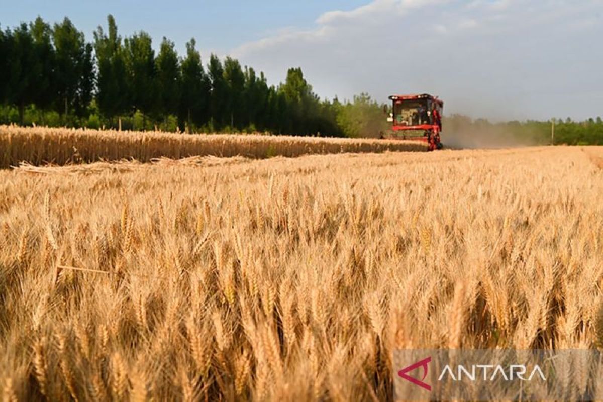 Mengintip suasana panen gandum musim dingin di China - ANTARA News