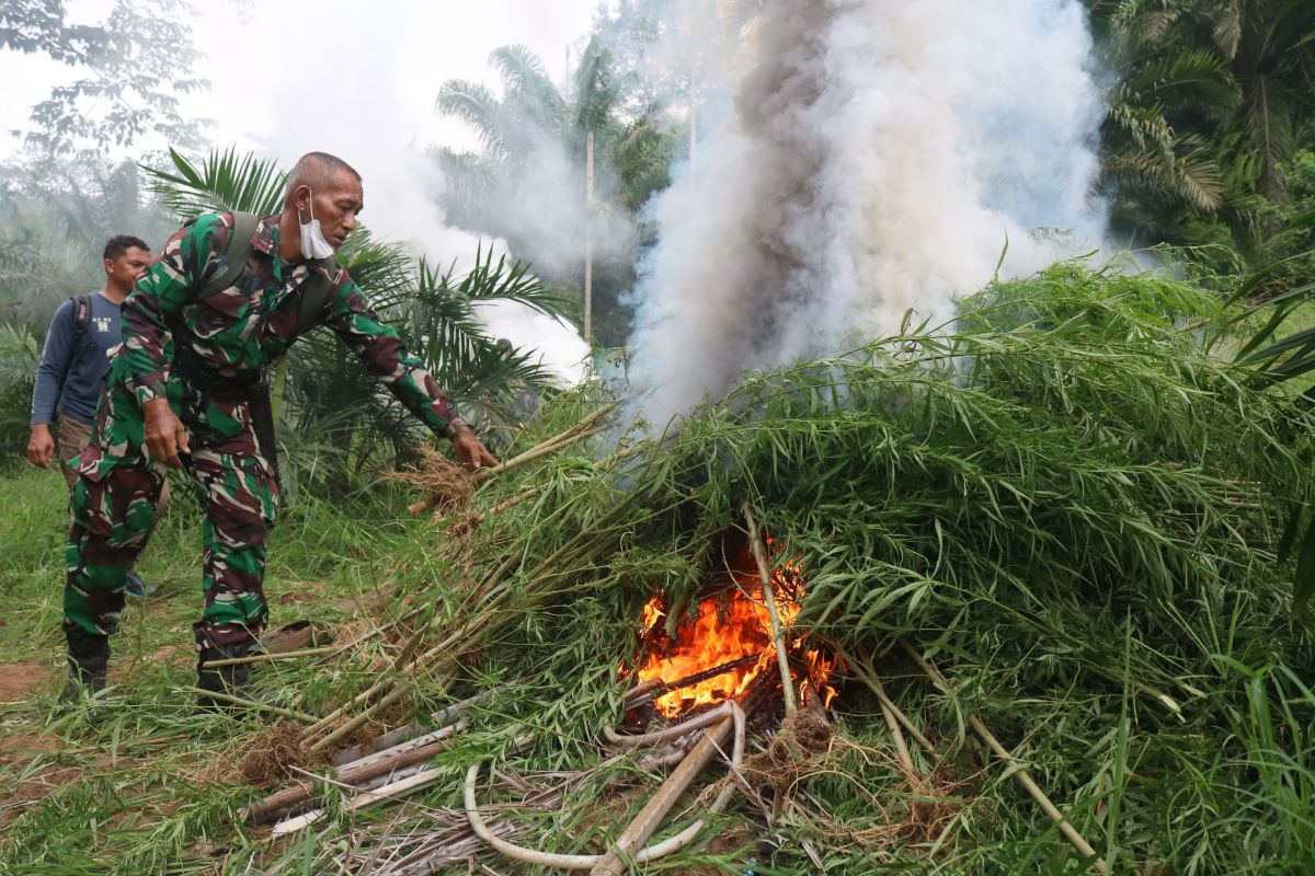 TNI musnahkan empat hektare ladang ganja di perbukitan Aceh Utara - ANTARA News