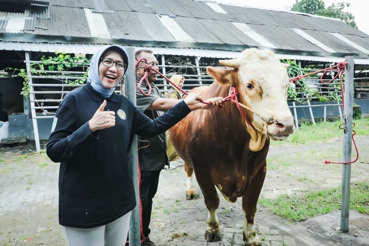 Sapi lokal Lumajang terpilih jadi hewan kurban Presiden Prabowo - ANTARA News