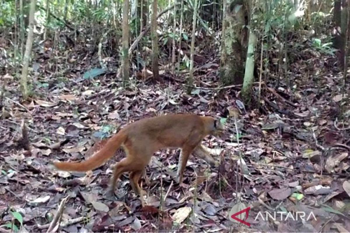 Mengenal kucing merah Kalimantan: Spesies langka dan misterius Borneo ...
