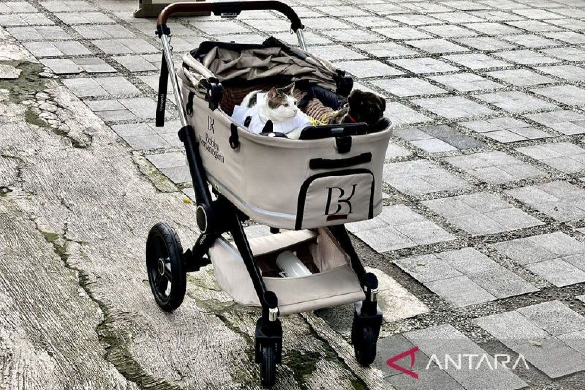 Gaya Bobby Kertanegara pakai koko putih saat Idul Adha - ANTARA News