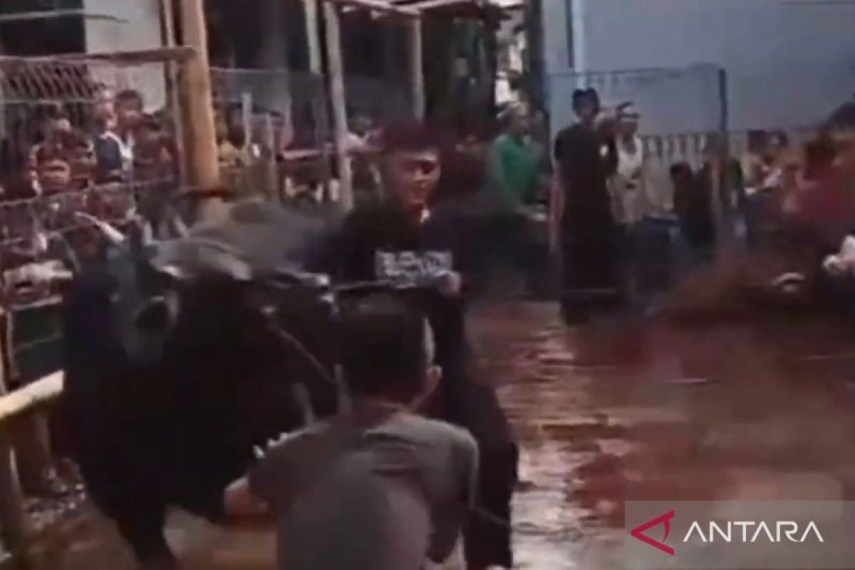 Tiga warga terluka akibat sapi kurban mengamuk di Jaktim - ANTARA News