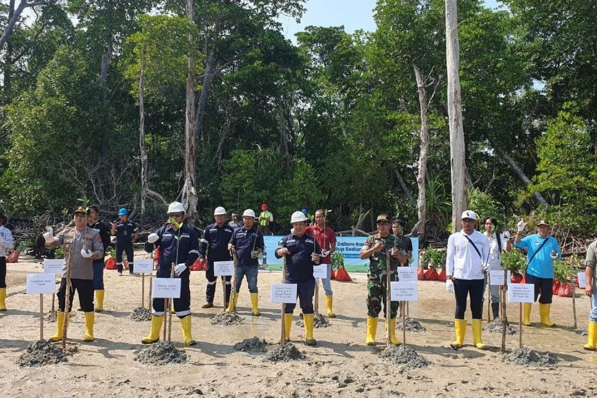 PT Timah tanam ribuan mangrove di Pantai Tanjung Labun - ANTARA News ...