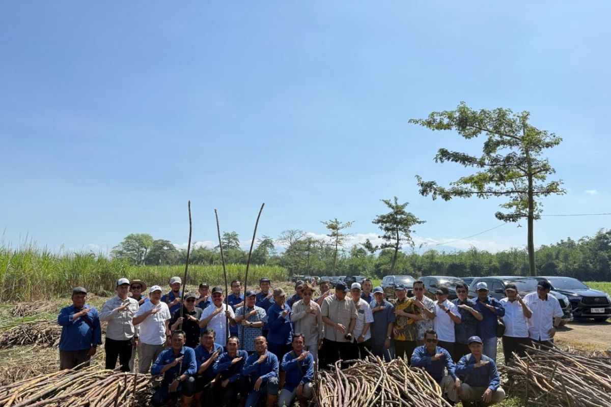 SGN: Kebun tebu di Banyuwangi topang pencapaian swasembada gula - ANTARA News Jawa Timur