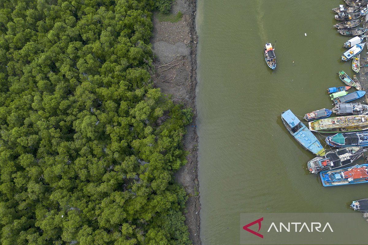 Rencana rehabilitasi 200 hektare mangrove di Indramayu - ANTARA News