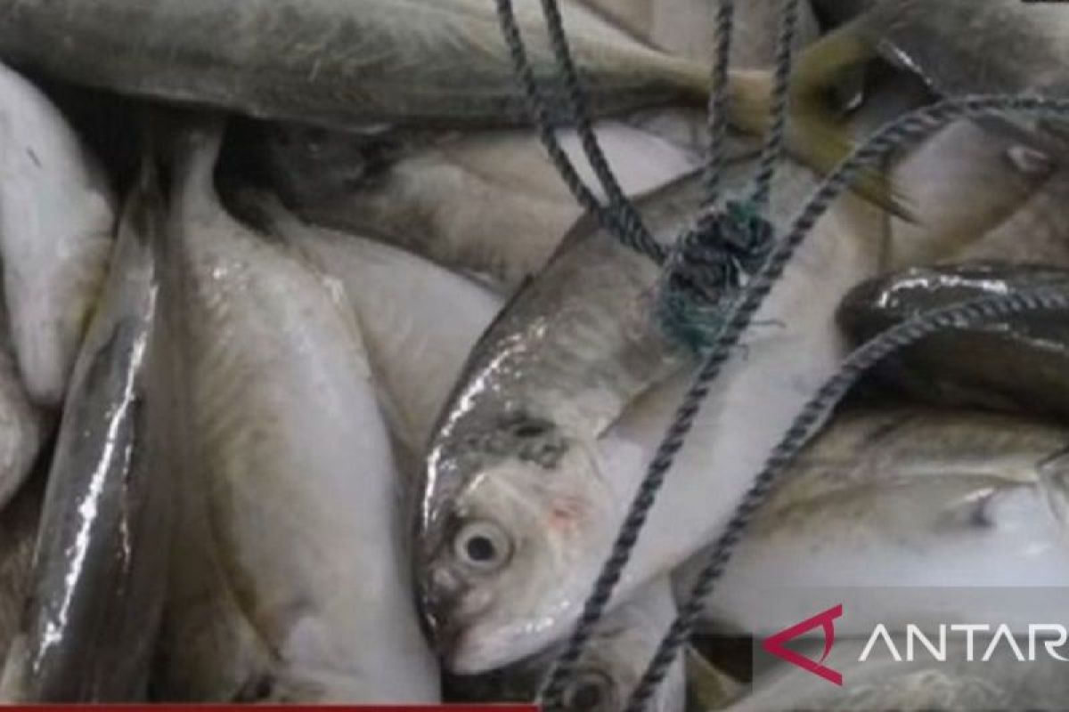 Badan Mutu KKP Babel lakukan sertifikasi budidaya perikanan - ANTARA ...