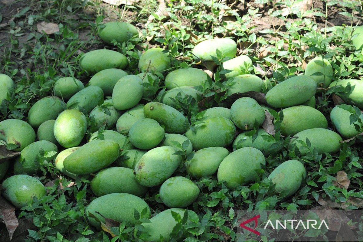 Album Asia: Menilik panen mangga melimpah di Bangladesh - ANTARA News
