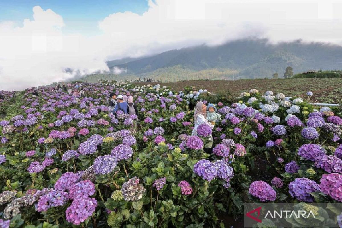 Petani di Puncak Brakseng alihfungsikan ladang bunga hortensia jadi ...