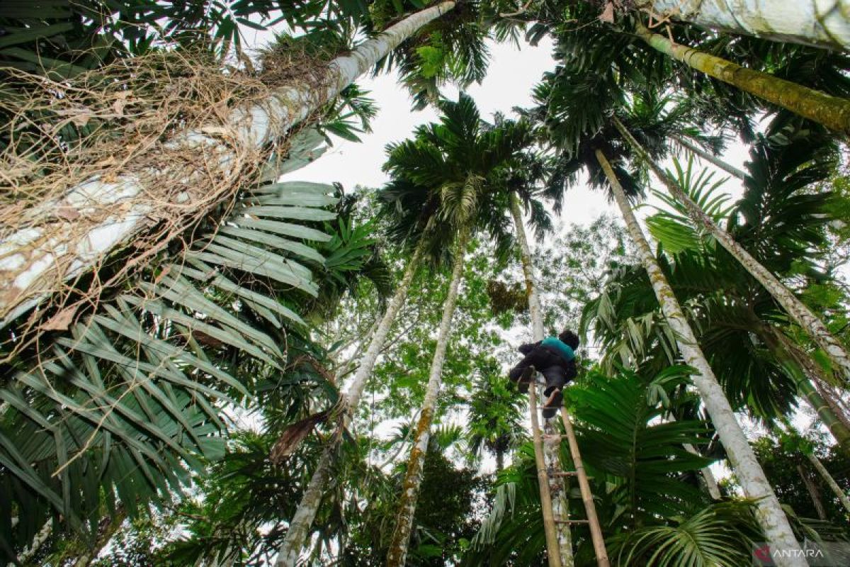 Peningkatan panen pinang hutan produksi Gunung Lemongan - ANTARA News ...
