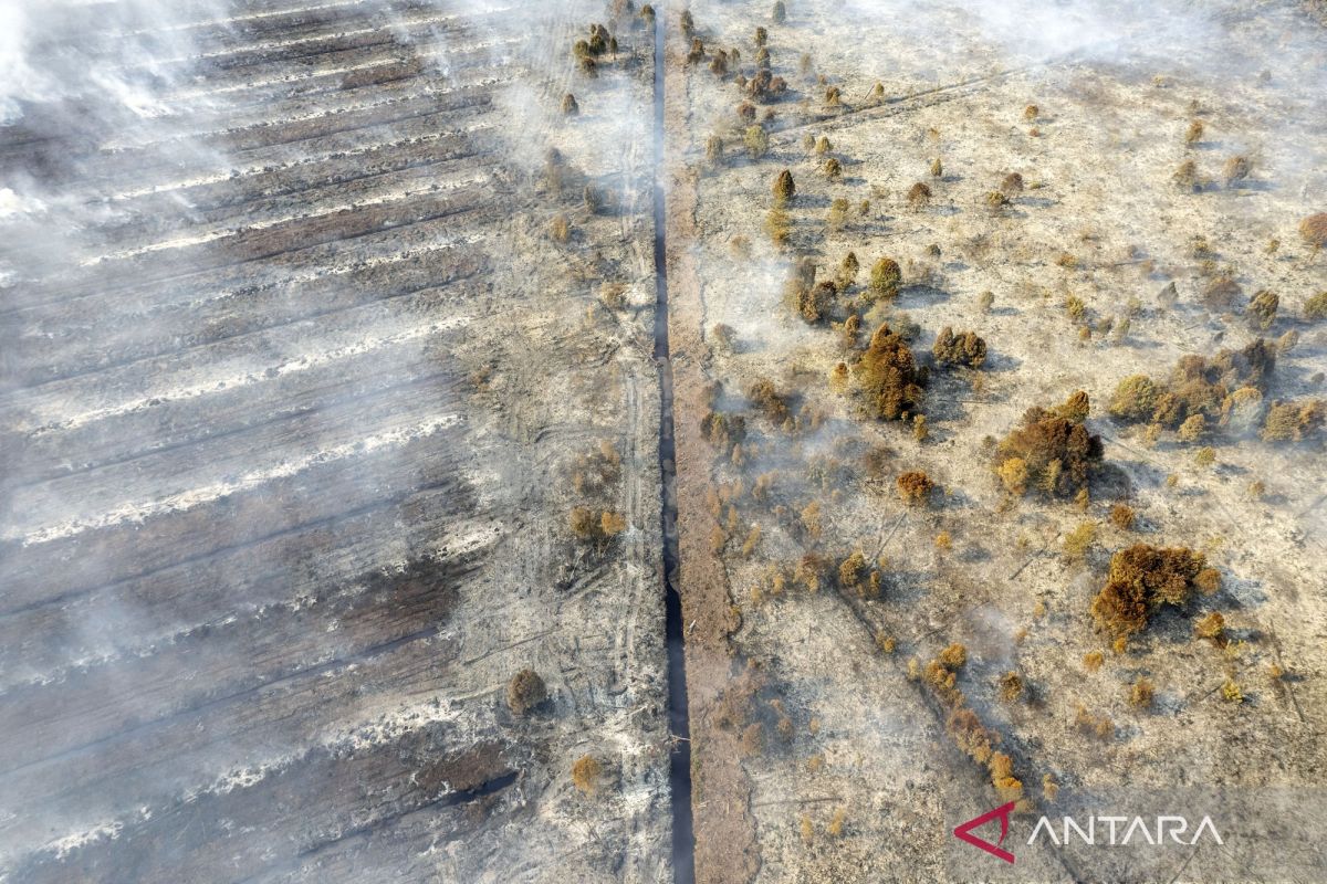 Karhutla di Muaro jambi hanguskan 70 hektare lahan gambut - ANTARA News