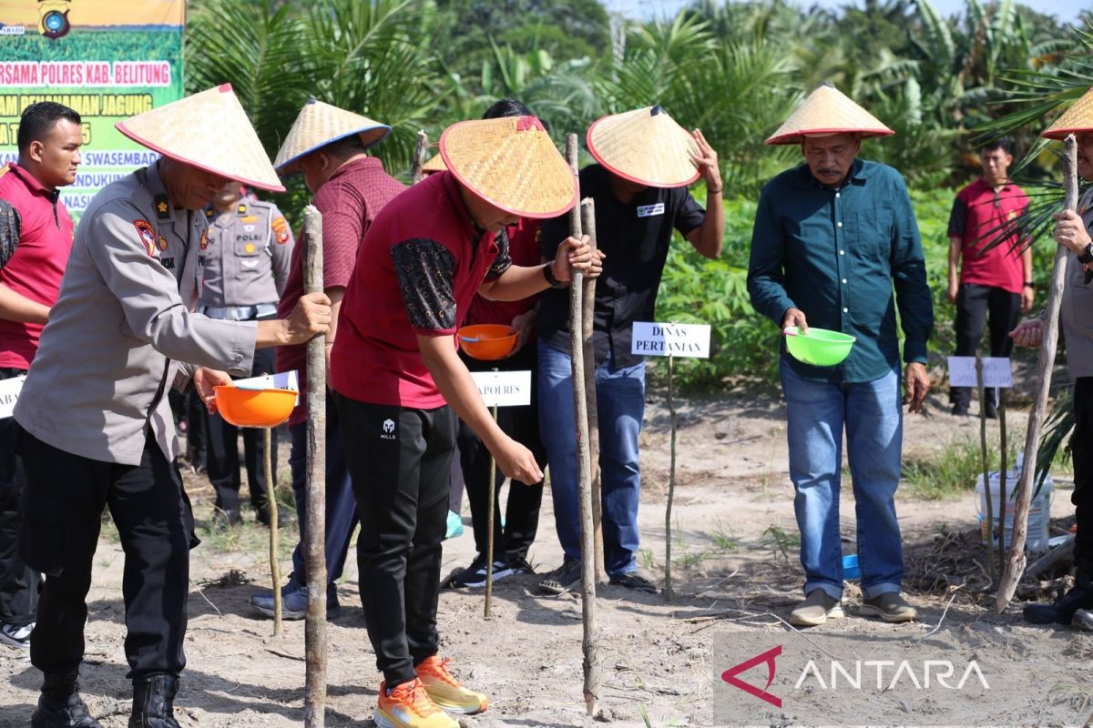 Polres Belitung tanam dua hektare jagung dukung swasembada pangan - ANTARA News Bangka Belitung