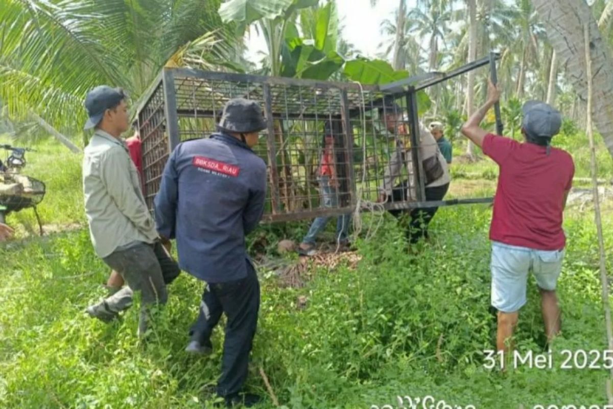 BBKSDA Riau pasang kandang jebak harimau di Pelalawan - ANTARA News