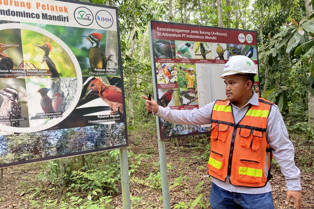 Indominco reklamasi dan revegetasi lahan bekas tambang 9.558 ha hingga ...