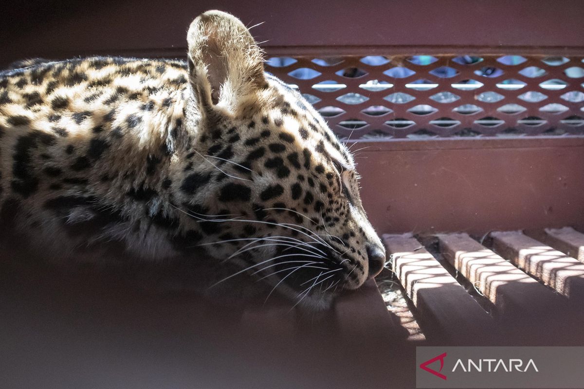 Macan tutul masuk hotel di Bandung, evakuasi dramatis berakhir di tangan BBKSDA - ANTARA News