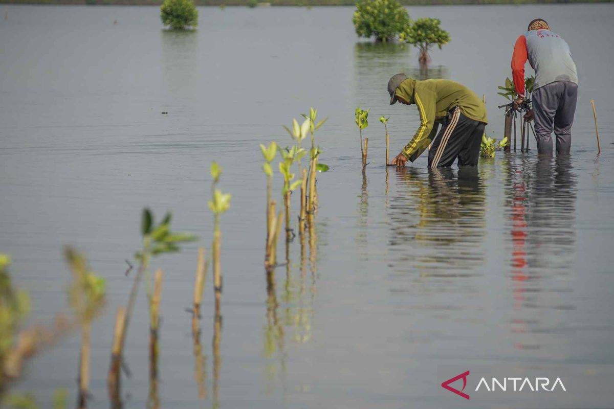 Penanaman dua juta mangrove untuk mengurangi abrasi di sepanjang Pantai Utara dan Pantai Selatan ...
