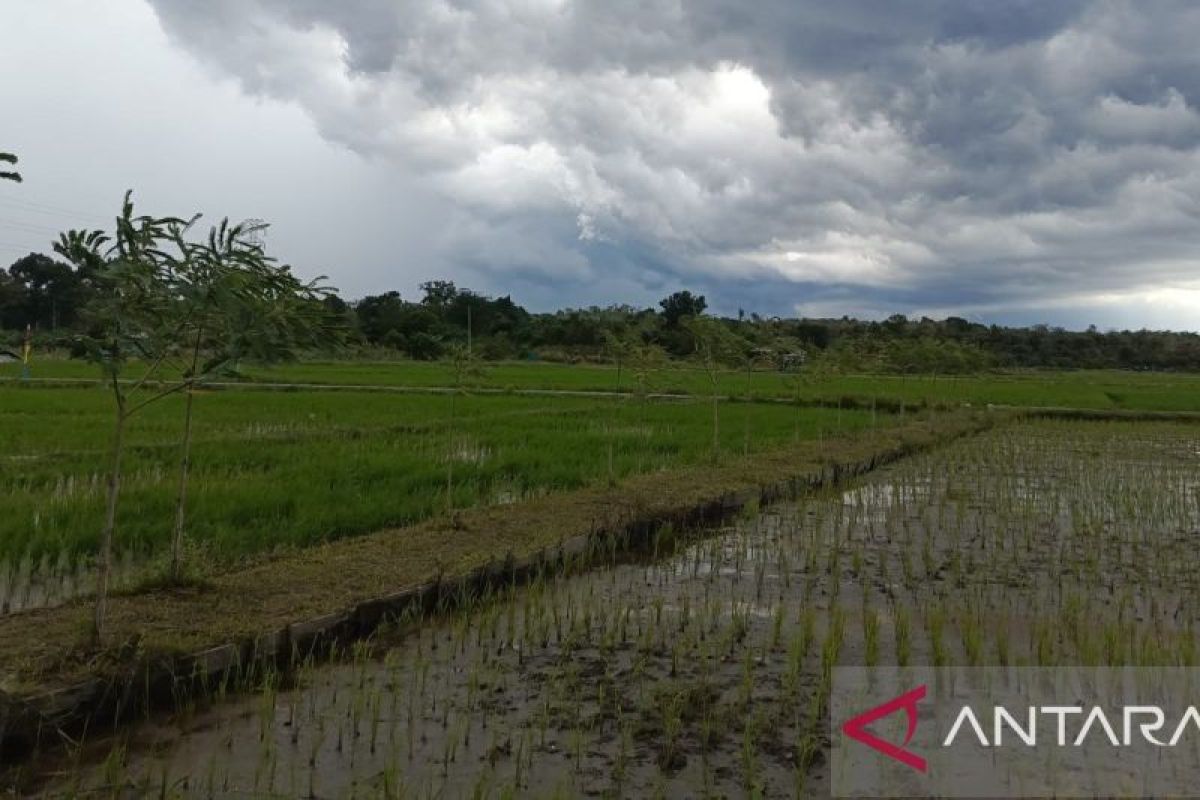 Babel targetkan tanam padi sawah 2.173 ha pada musim tanam II wujudkan ...