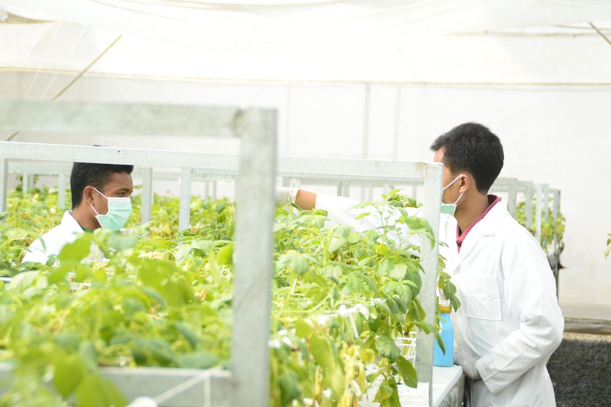 PERIPI sebut pemulia tanaman jadi garda depan ketahanan pangan nasional ...