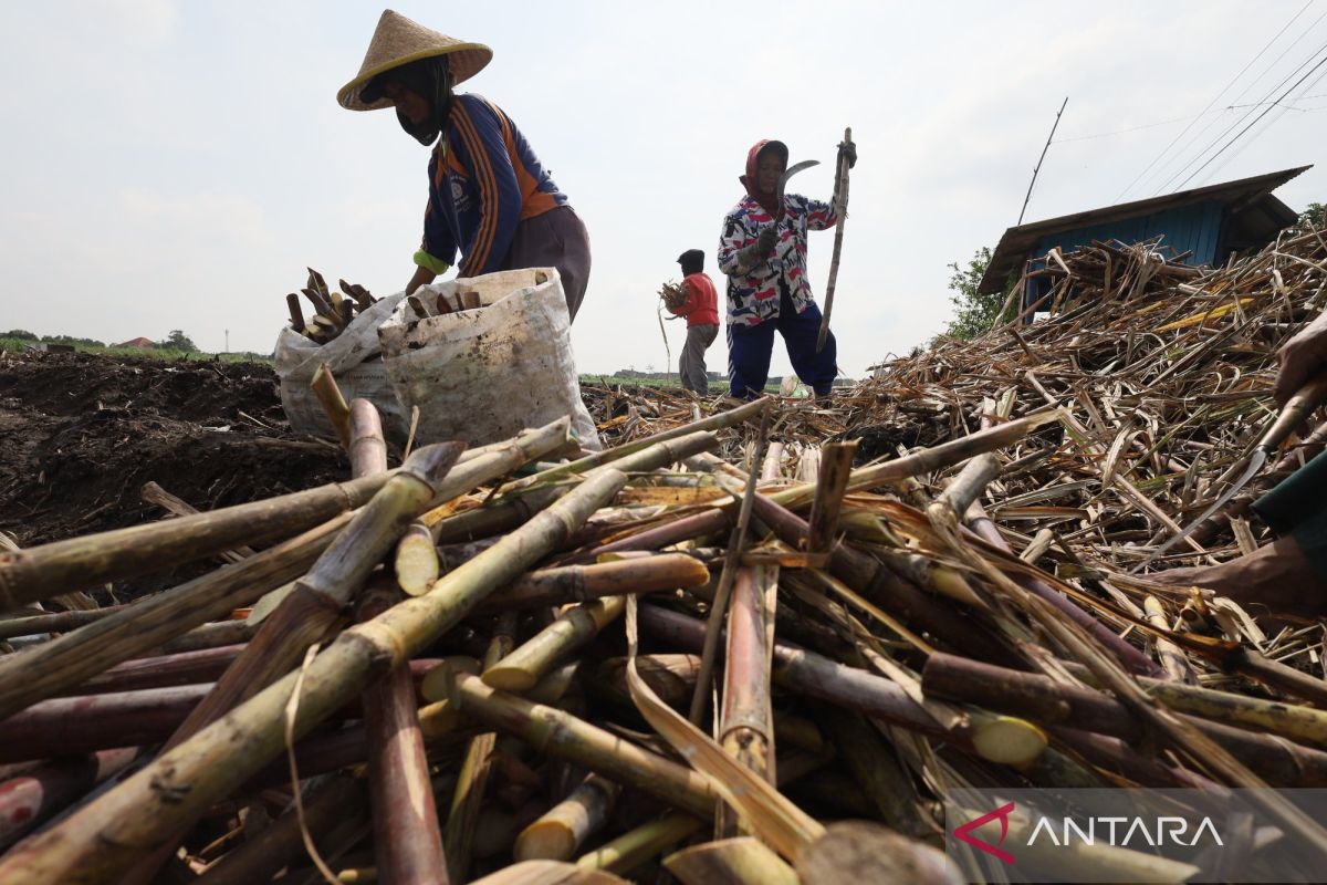 Mengejar swasembada gula tebu 2026 - ANTARA News