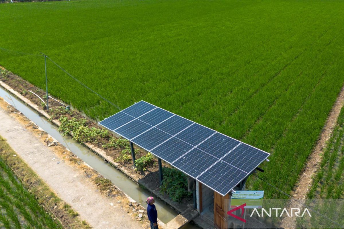 Pemkab Indramayu mencatat produksi padi capai 1,63 juta ton - ANTARA ...