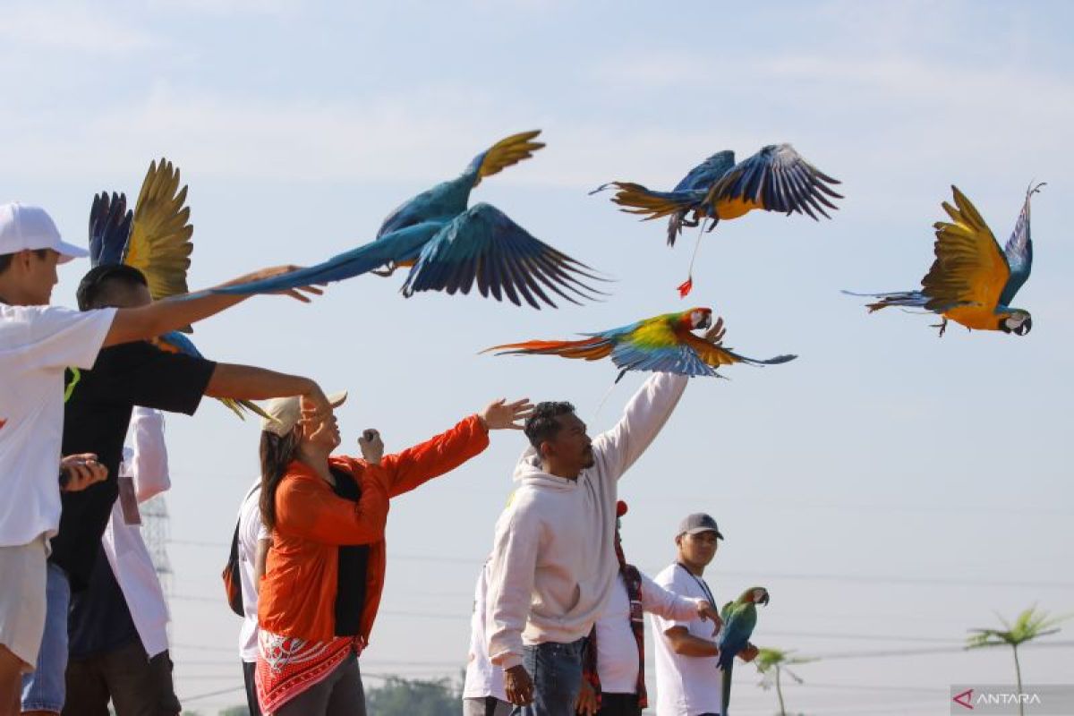 Lomba free fly burung macaw di Surabaya - ANTARA News Jawa Timur