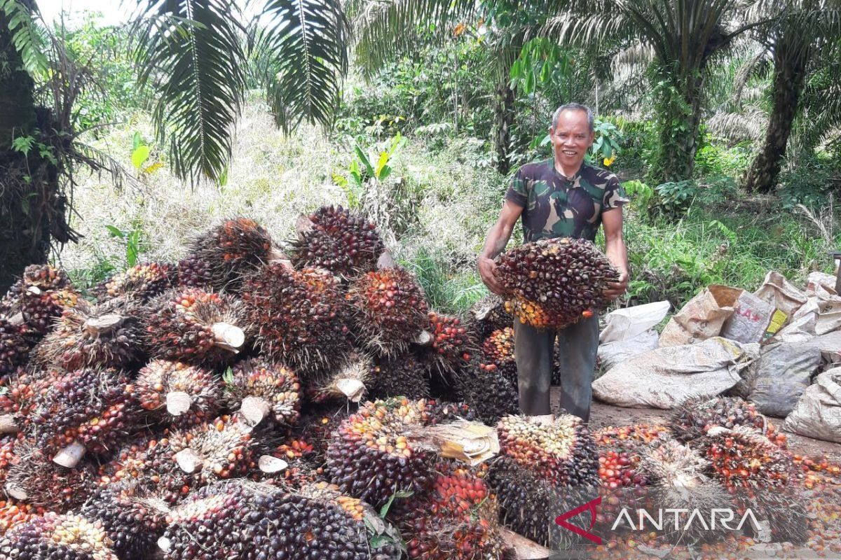 Kubu Raya tetapkan UMK 2026 naik 7,7 persen dari tahun lalu - ANTARA ...