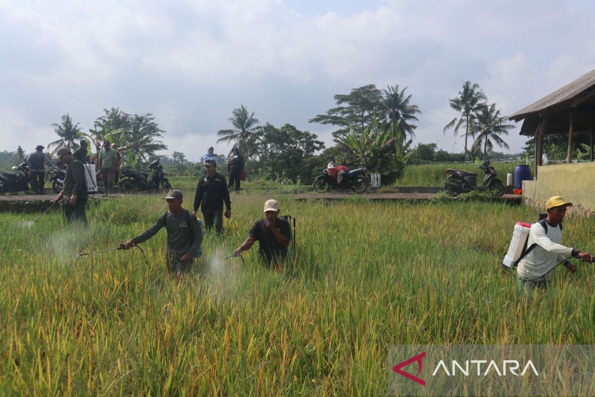 Pemkab Kuningan menggencarkan program Gerdal OPT kejar surplus padi ...