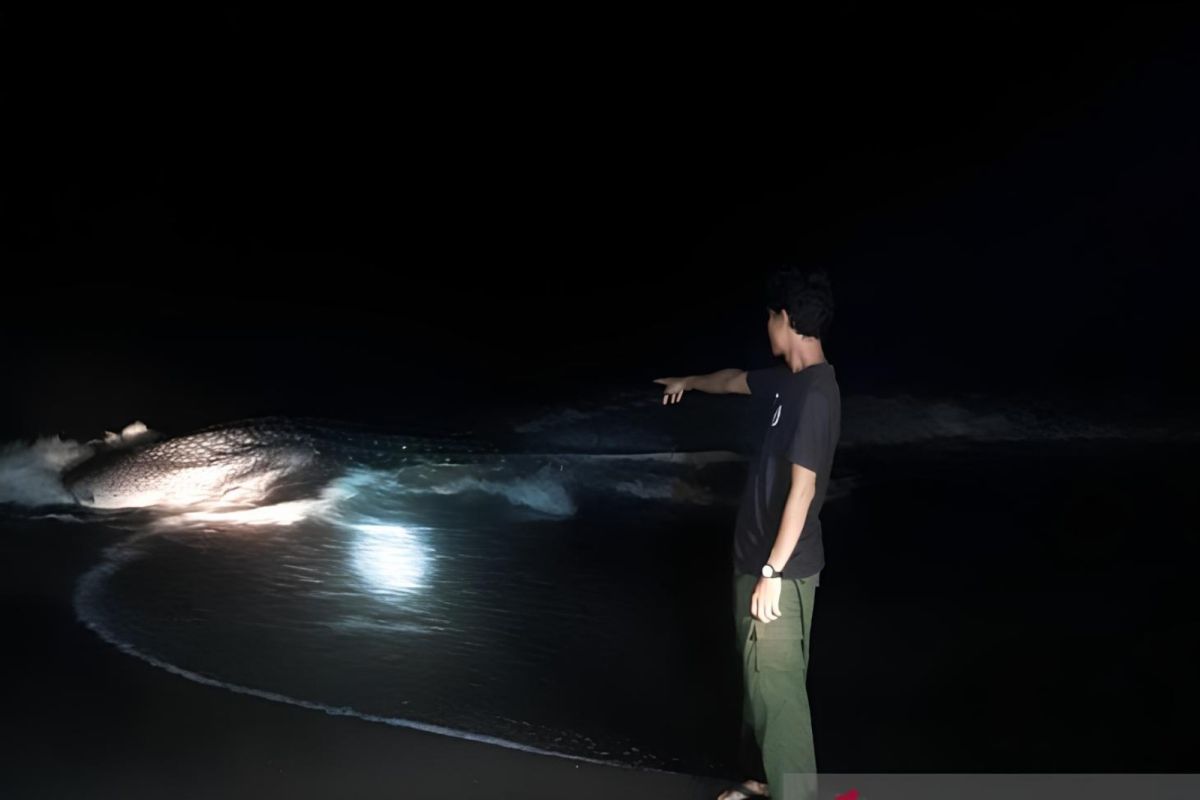 BKSDA NTB luruskan informasi hiu paus terdampar di Bima - ANTARA News