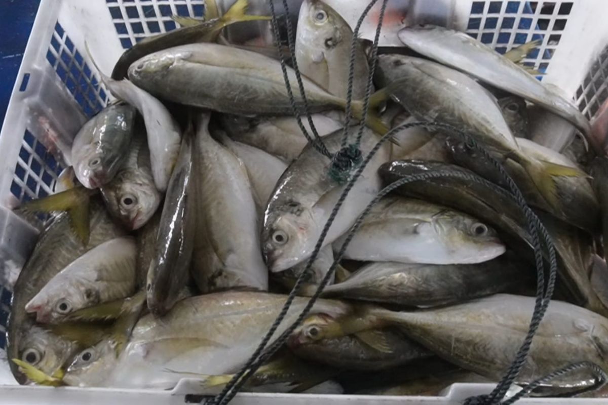 Babel alami inflasi tahunan 3,95 persen pada Januari 2026