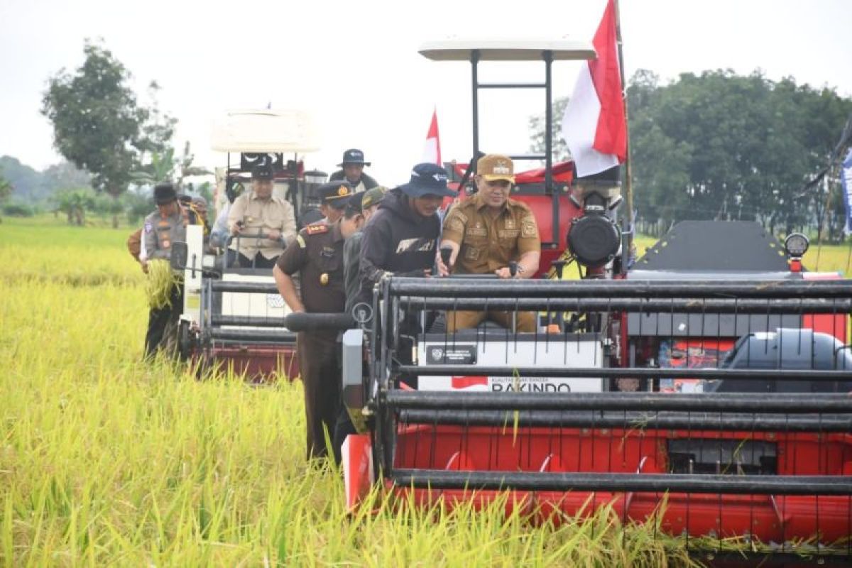 Panen raya demplot PT Pupuk Indonesia dorong produktivitas pertanian ...