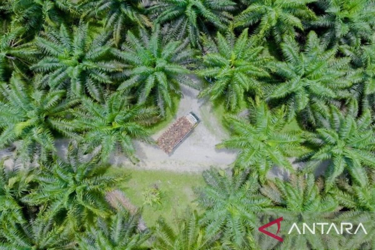 44.000 Hektare Sawit PalmCo di Riau Dikelola dengan Skema Organik dan ...