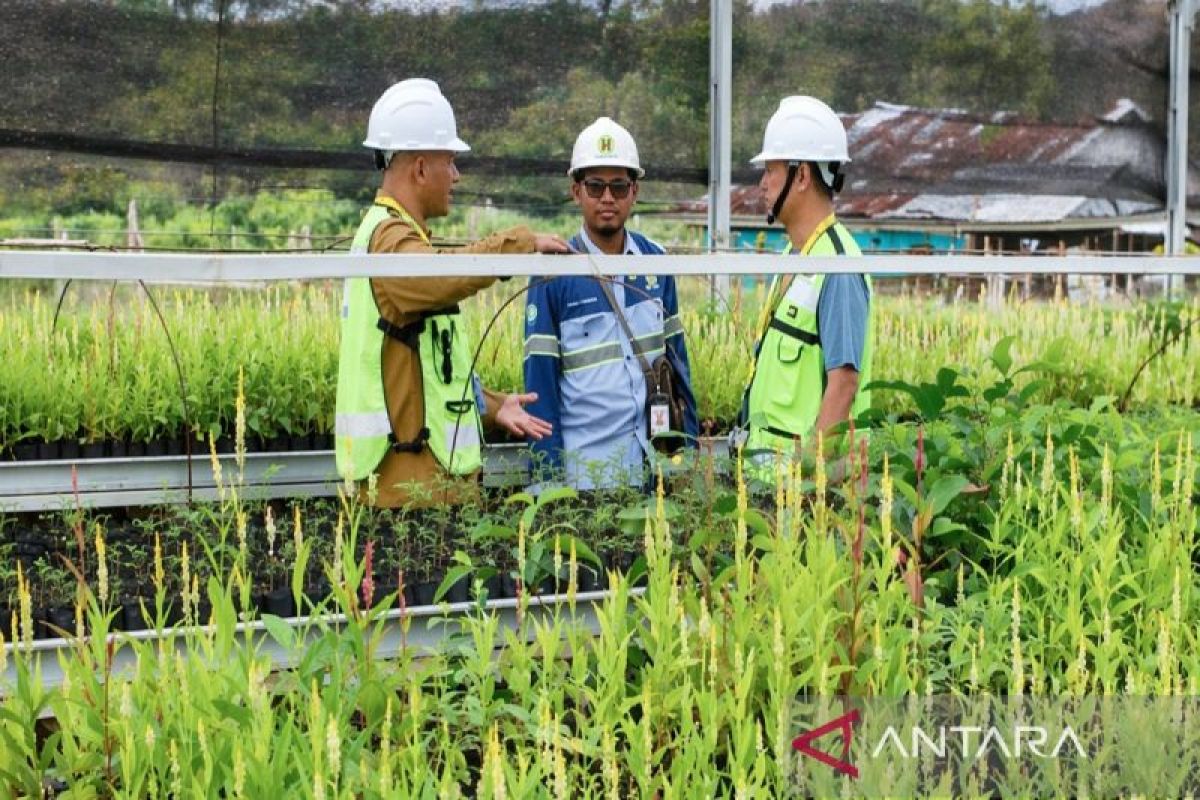 Hasnur Group budidaya tanaman Pongamia di lahan pascatambang - ANTARA ...