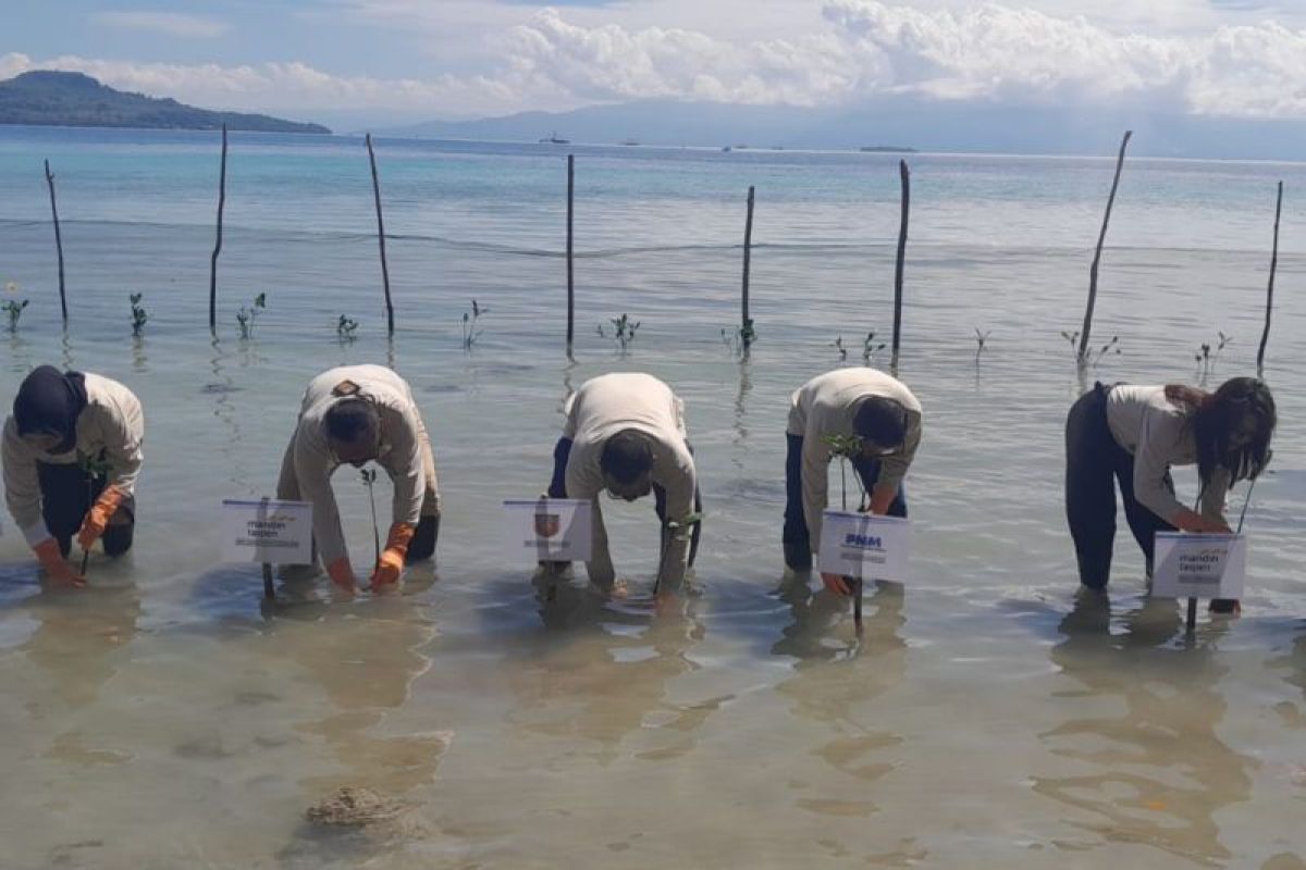 PNM tanam 5.000 bibit mangrove di Tulehu - ANTARA News Ambon, Maluku