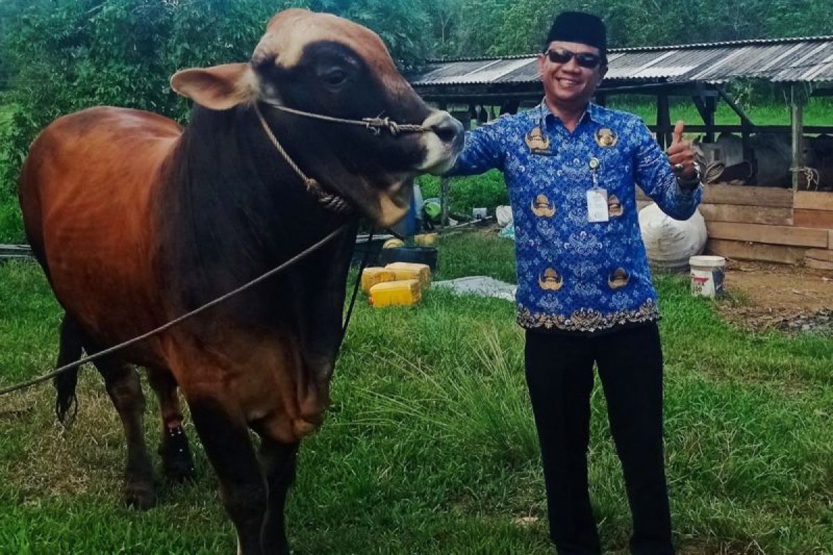 President Prabowo donates Eid al-Adha cow to Natuna Riau Island ...